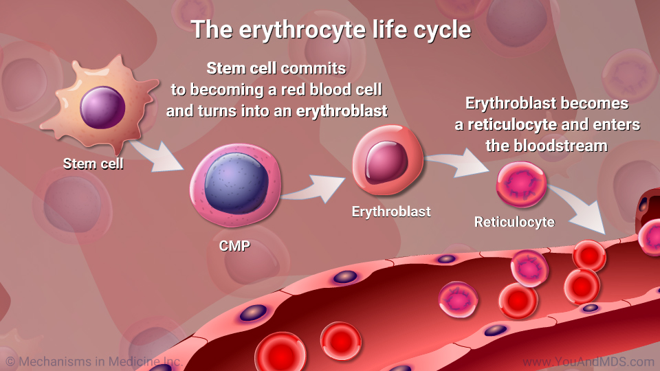 Life Cycle Of Red Blood Cells Diagram
