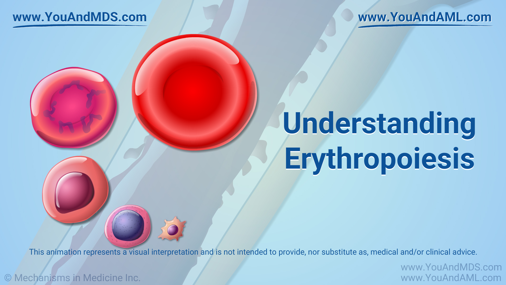 Animation - Understanding Erythropoiesis